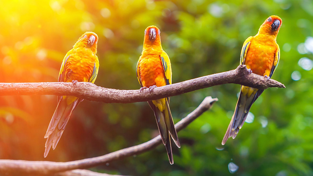 Essential Guide to Caring for Exotic Pets in Cincinnati, Ohio - Blog